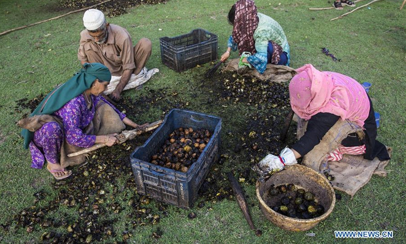 Walnut harvest season begins in Indian-controlled Kashmir - Global Times