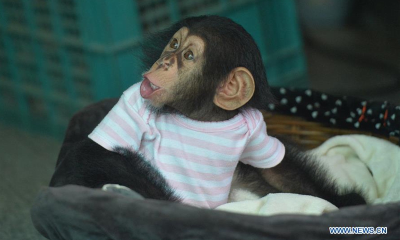 Baby chimpanzee at Crocodile Farm and Zoo in Thailand - Global Times