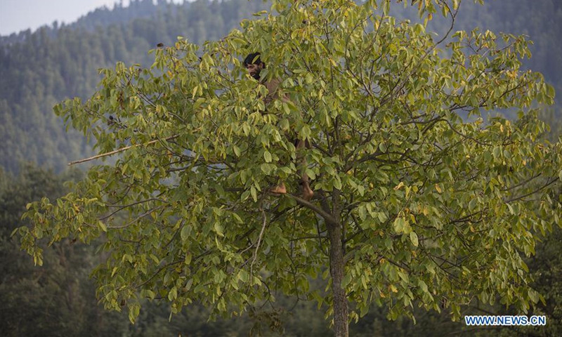 Walnut harvest season begins in Indian-controlled Kashmir - Global Times