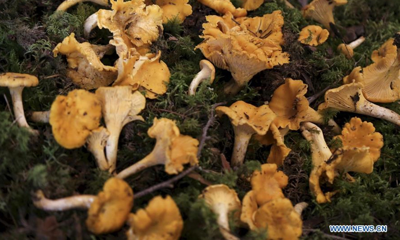 People visit "Mushroom 2020" exhibition at Latvian Museum of Natural ...