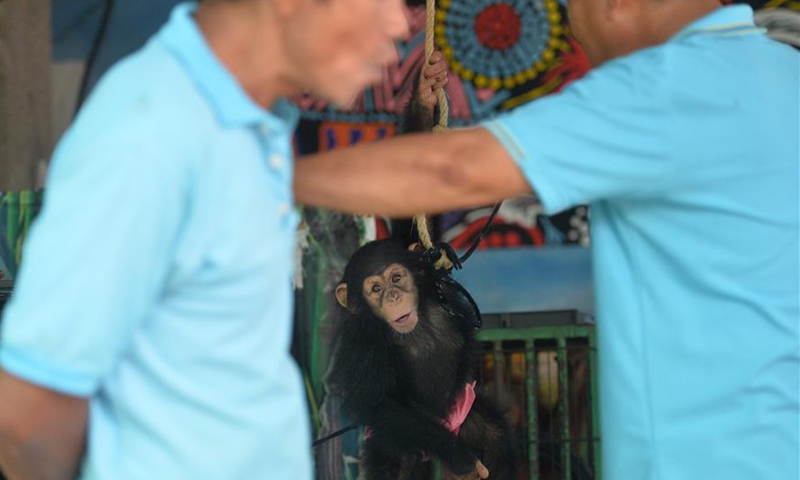Baby chimpanzee at Crocodile Farm and Zoo in Thailand - Global Times
