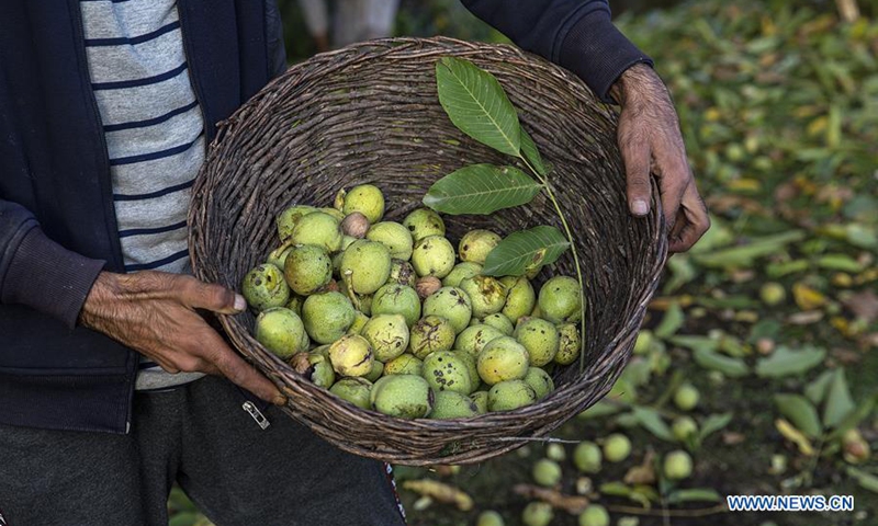 Walnut harvest season begins in Indian-controlled Kashmir - Global Times