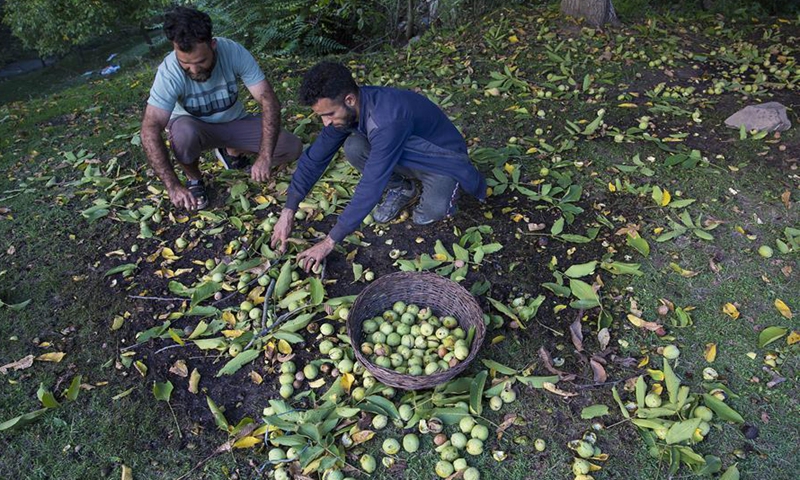 Walnut harvest season begins in Indian-controlled Kashmir - Global Times