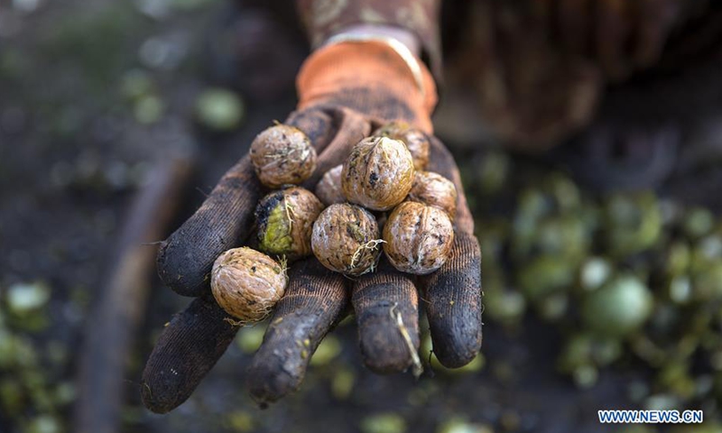 Walnut harvest season begins in Indian-controlled Kashmir - Global Times