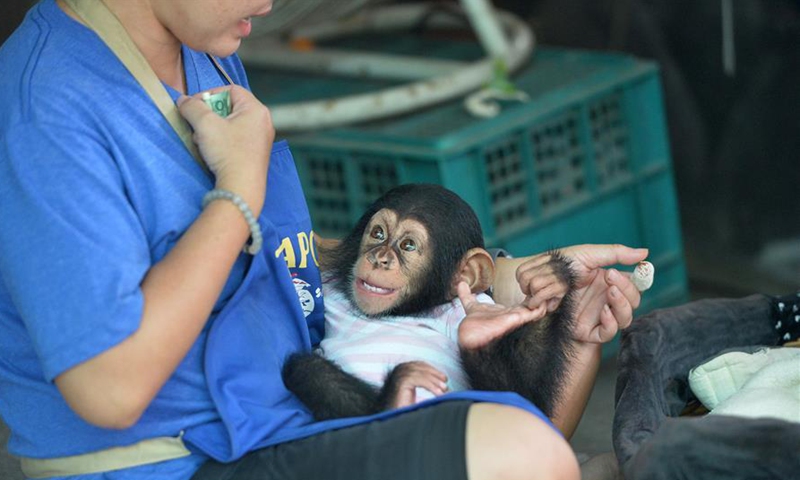 Baby chimpanzee at Crocodile Farm and Zoo in Thailand - Global Times