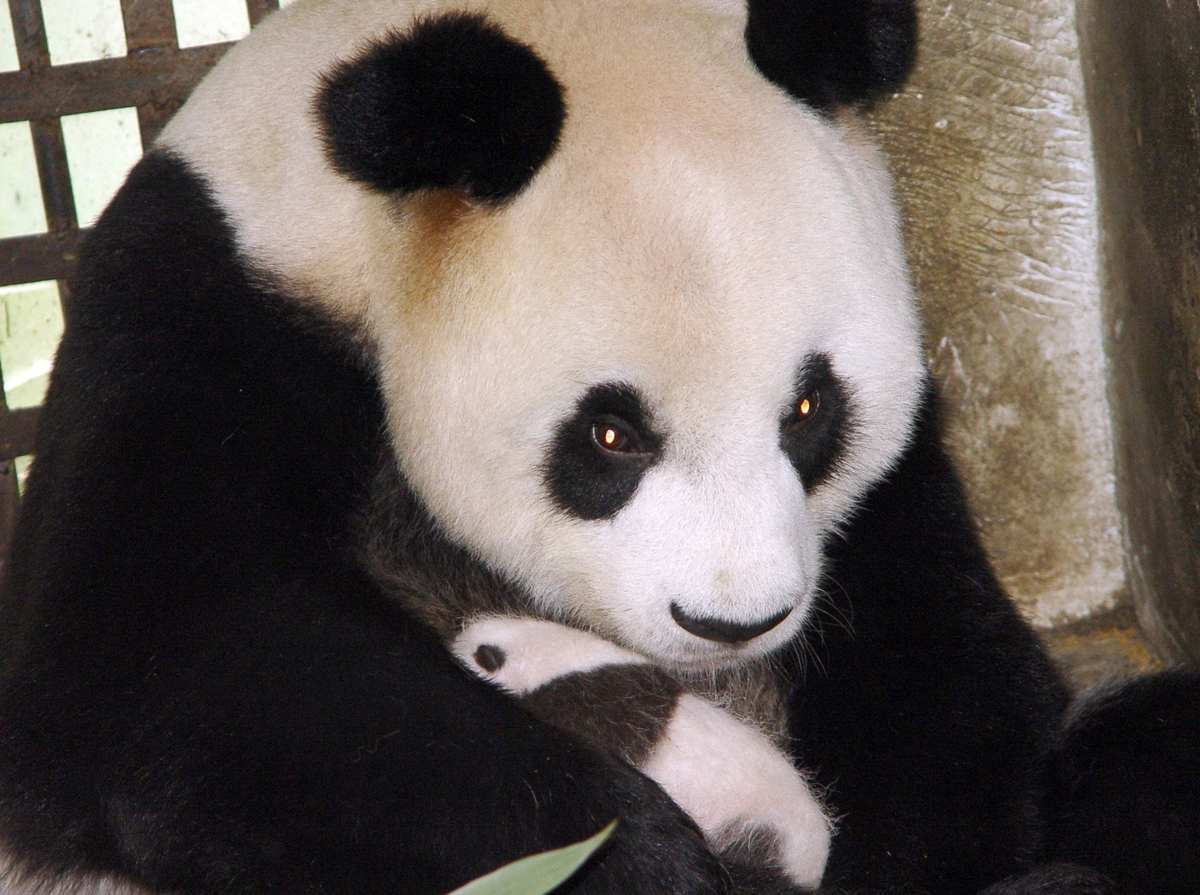 'Heroic' giant panda Lei Lei, mother of five, passes away at age 31 ...