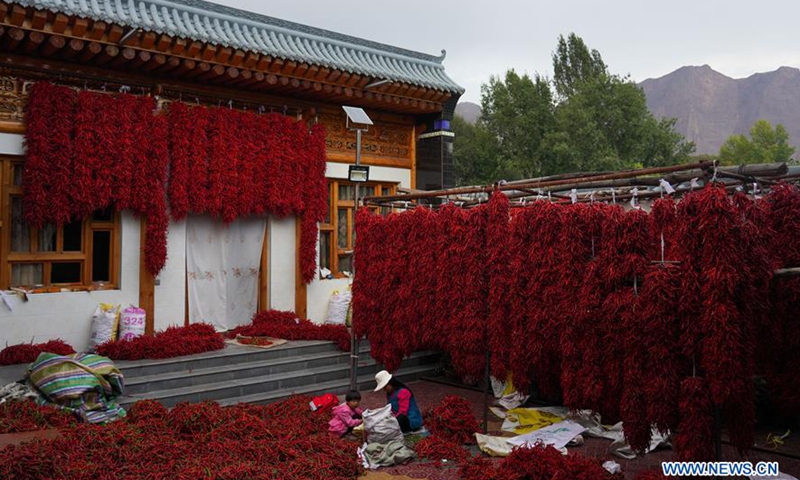 Chilies enter harvest season in Tiangai Village, NW China - Global Times