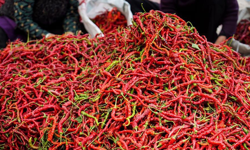 Chilies enter harvest season in Tiangai Village, NW China - Global Times