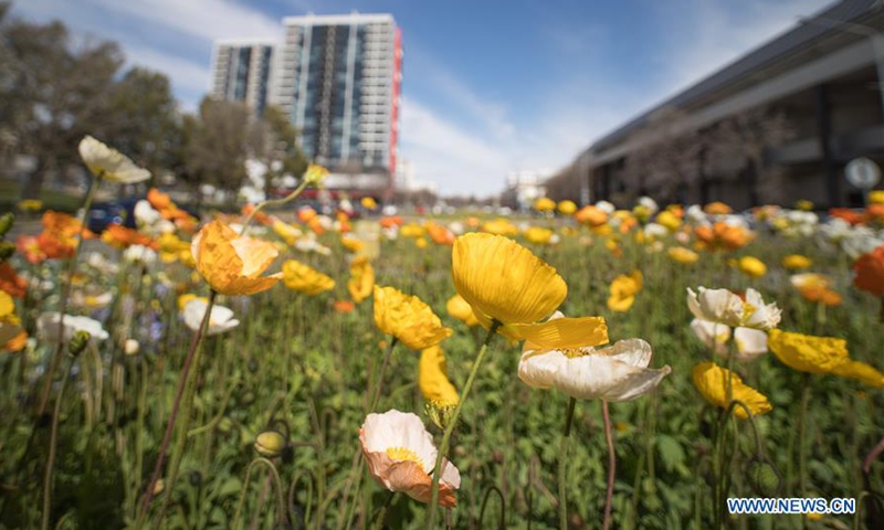 Annual flower festival held in Canberra, Australia - Global Times