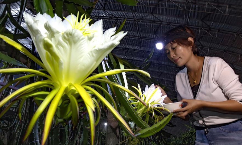 Farmers pollinate dragon fruit at planting base in Luanzhou, Hebei ...