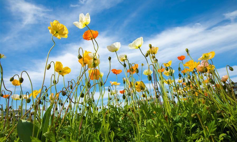 Annual flower festival held in Canberra, Australia - Global Times