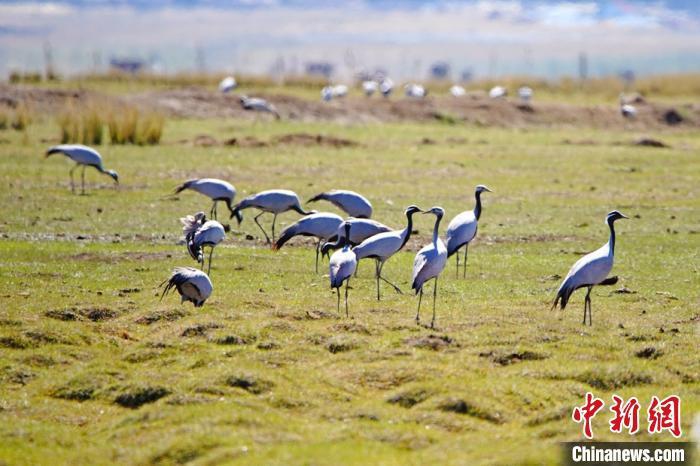 Migratory birds flock to Xinjiang's wetland in autumn - Global Times