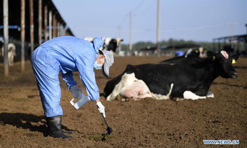 Zhongwei of NW China's Ningxia develops cow breeding industry - Global ...