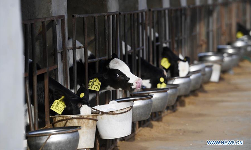 Zhongwei of NW China's Ningxia develops cow breeding industry - Global ...
