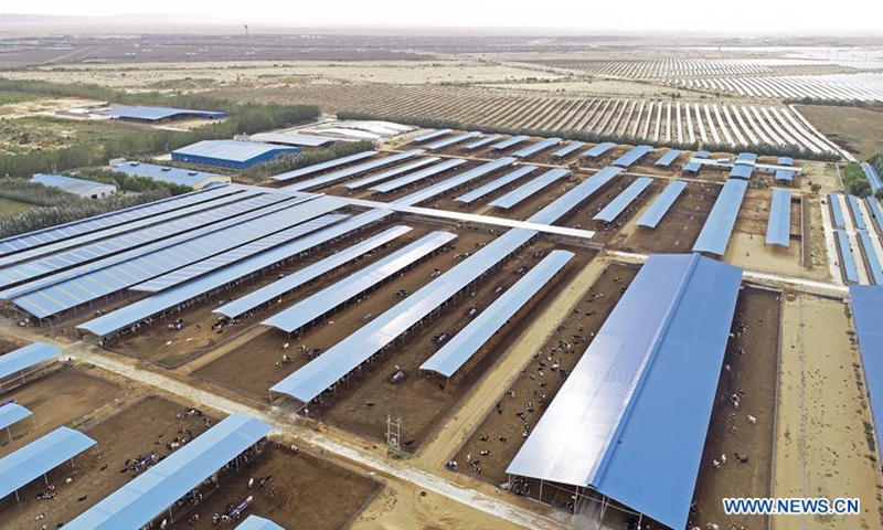 Zhongwei of NW China's Ningxia develops cow breeding industry - Global ...