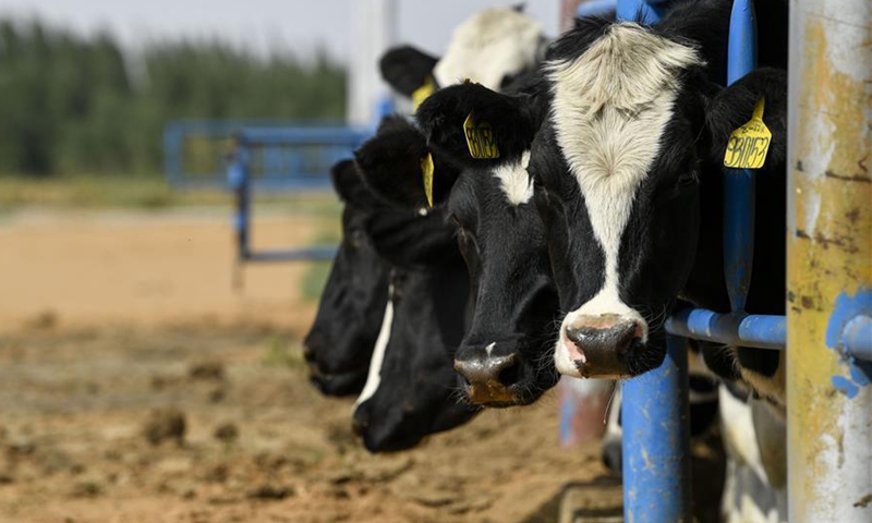 Zhongwei of NW China's Ningxia develops cow breeding industry - Global ...