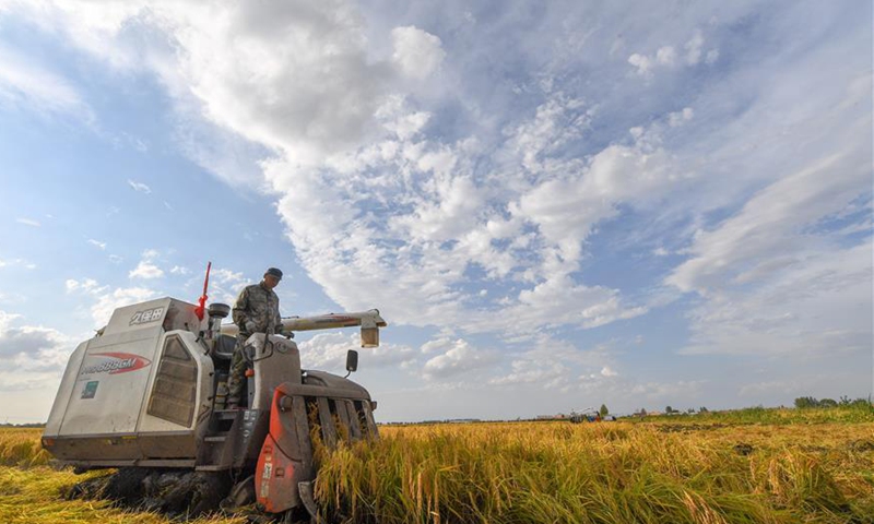 Paddy fields in Jilin enter harvest season - Global Times