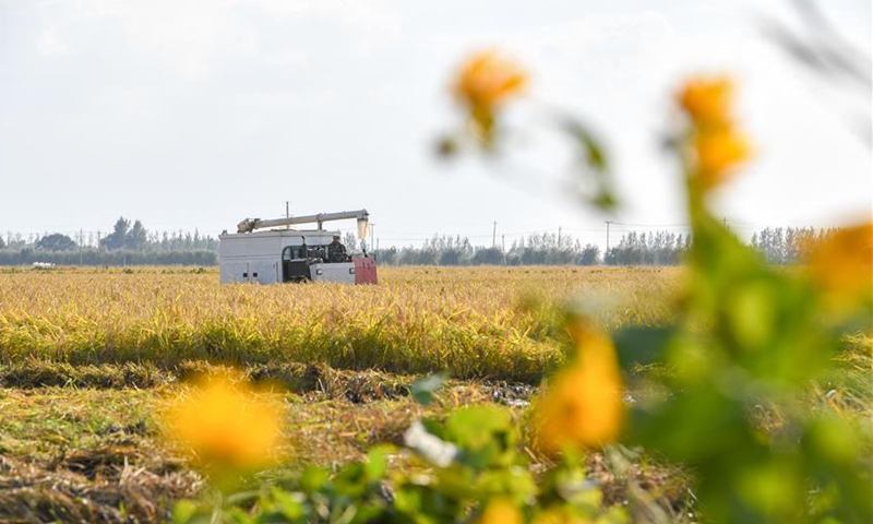 Paddy fields in Jilin enter harvest season - Global Times