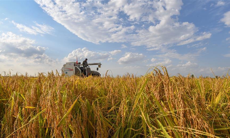 Paddy fields in Jilin enter harvest season - Global Times