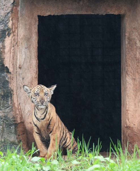 Four South China tiger cubs make debut in Hunan - Global Times