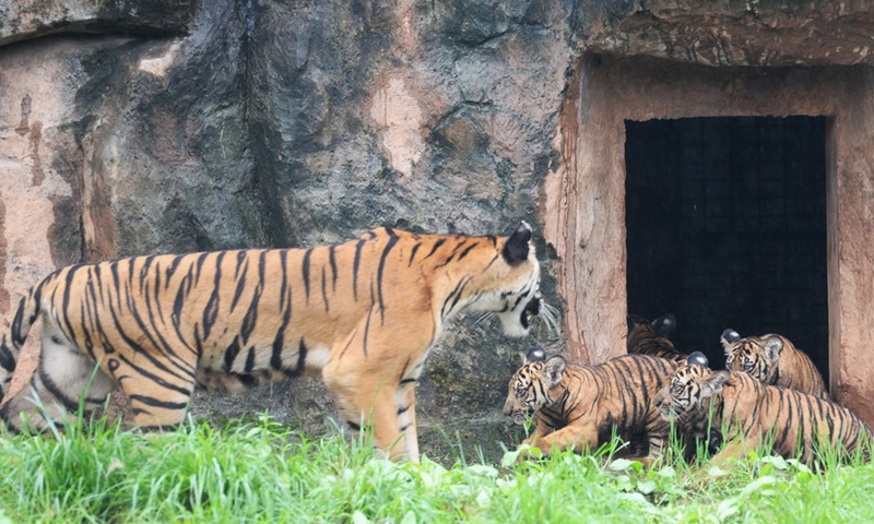 Four South China tiger cubs make debut in Hunan - Global Times