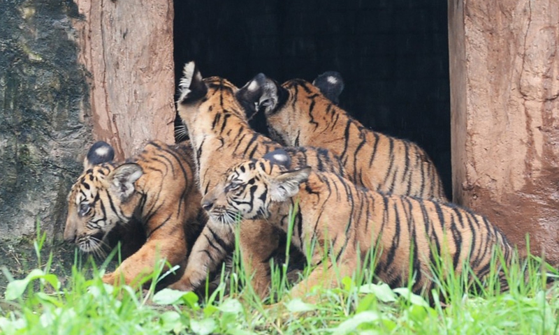 Four South China tiger cubs make debut in Hunan - Global Times