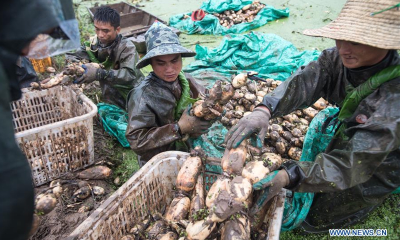 Farmers harvest lotus roots during harvest season in Hubei - Global Times