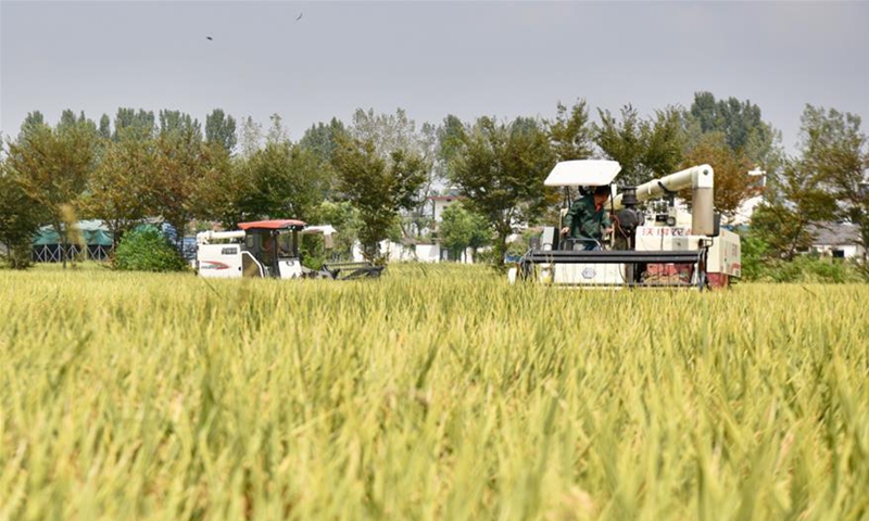 Rice enters harvest season in Anhui - Global Times