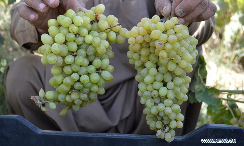 People harvest grapes at vineyard on outskirts of Pakistan's Quetta ...