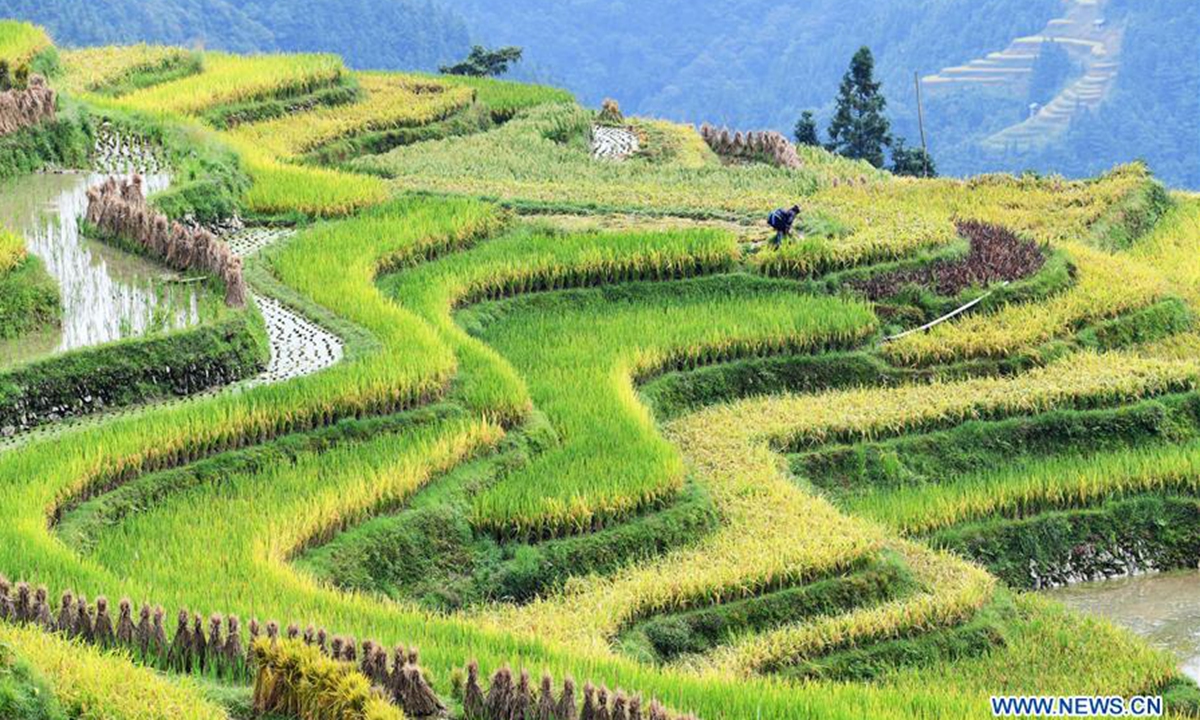 Farmers harvest rice amid terraced paddies in Guizhou, SW China ...