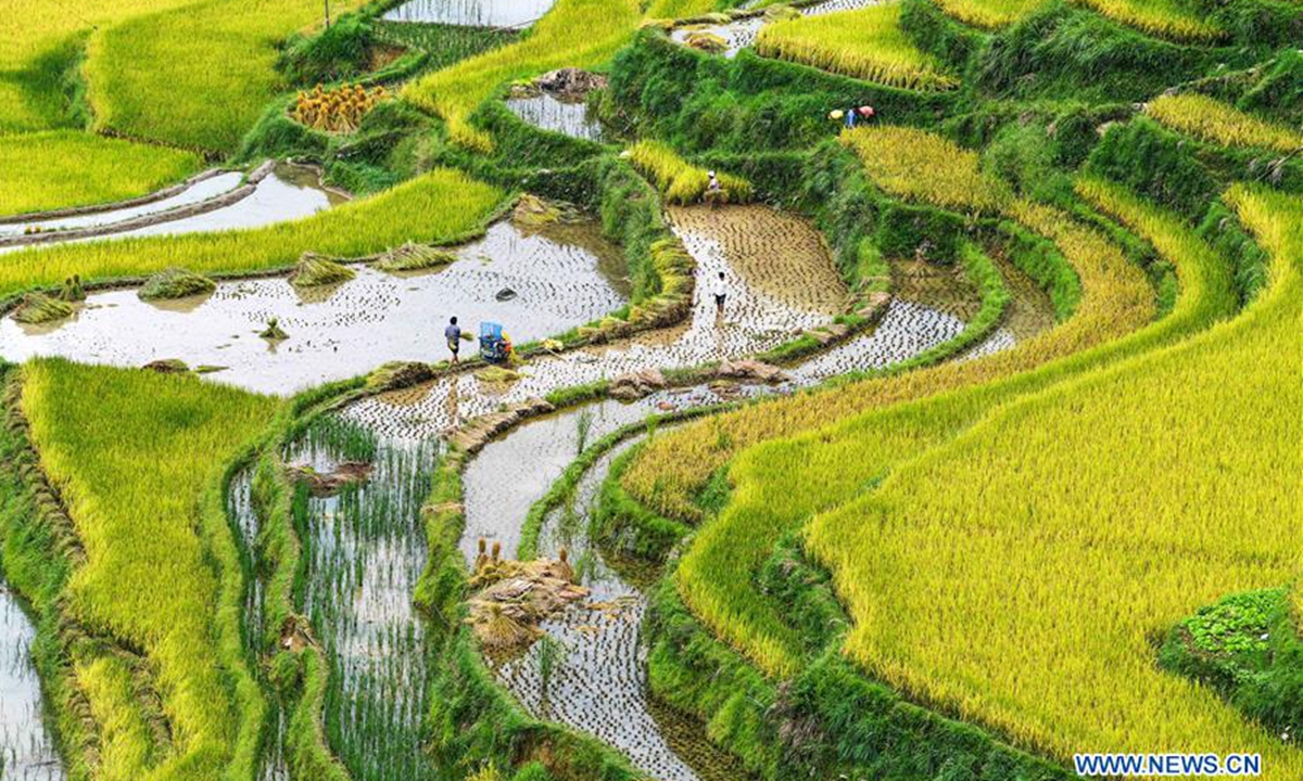 Farmers harvest rice amid terraced paddies in Guizhou, SW China ...