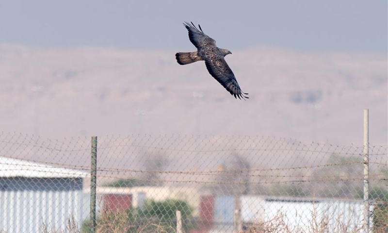 Eagles seen in Jahra Governorate, Kuwait - Global Times