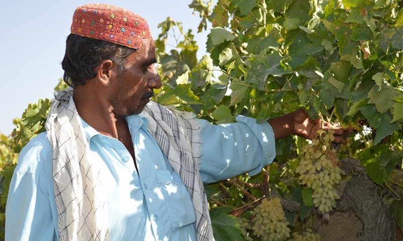 People harvest grapes at vineyard on outskirts of Pakistan's Quetta ...