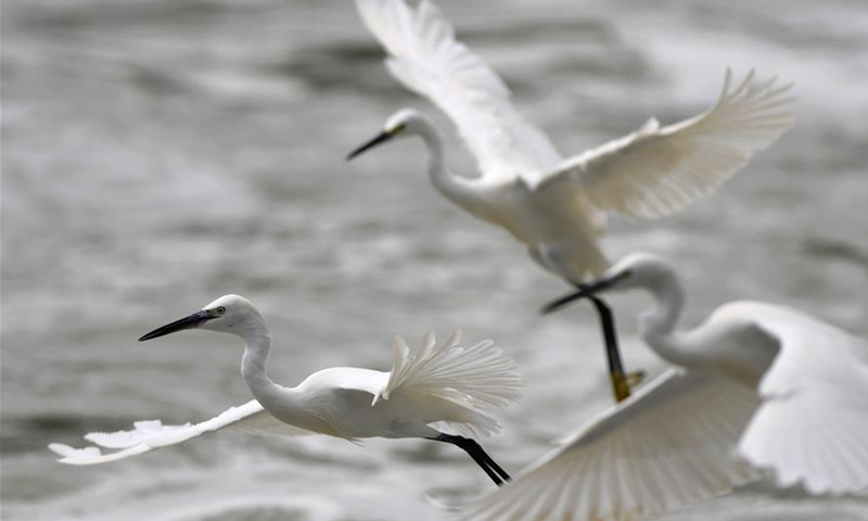Egrets seen at Yundang Lake in Xiamen, Fujian - Global Times