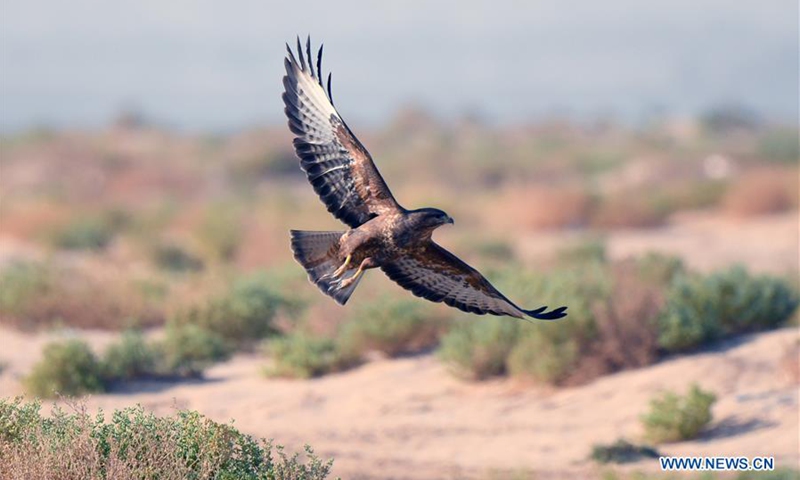 Eagles seen in Jahra Governorate, Kuwait - Global Times