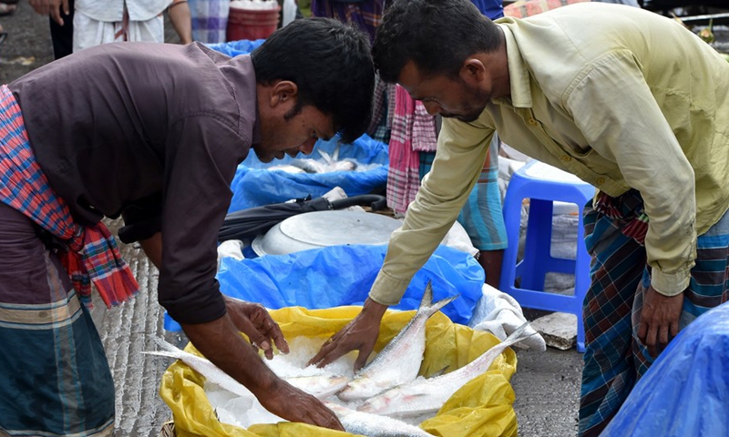 Bangladeshi fishermen see good harvest of hilsa fish during peak ...