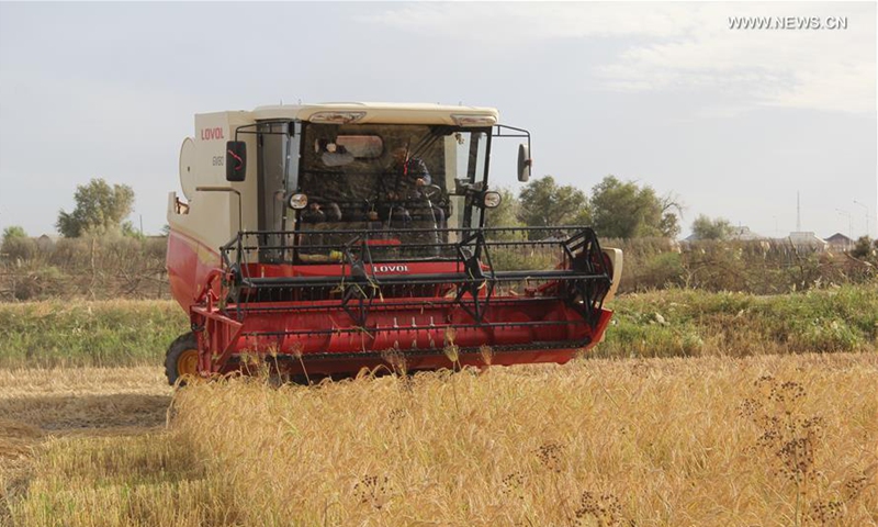 Chinese-made combine harvester used by Kazakh farmers during harvest ...