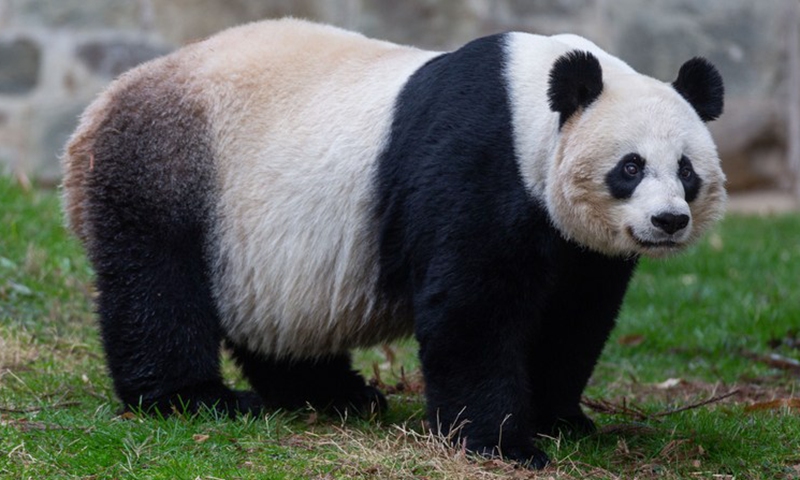 US-born giant panda cub turns one month old - Global Times