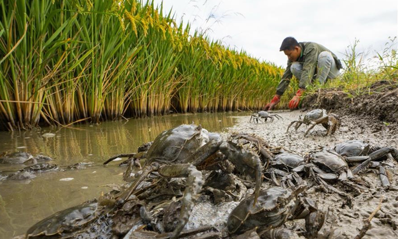 Rice-crab commensal eco-agriculture mode helps increase people's income ...