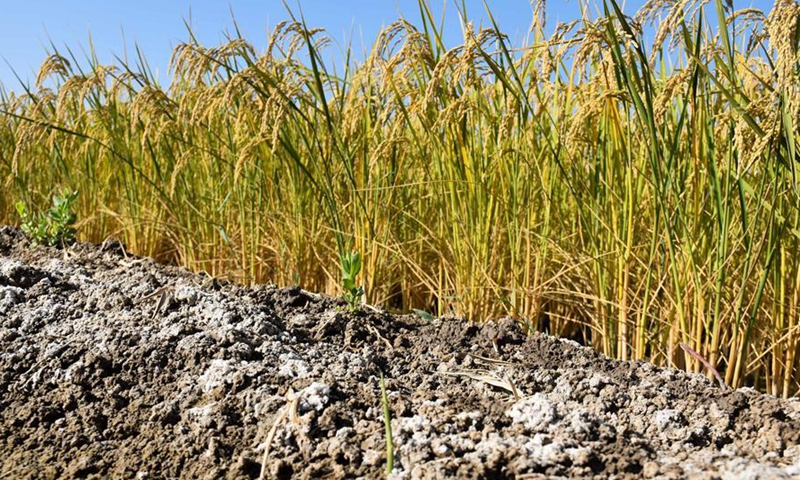 Public yield monitoring conducted in saline soil rice paddies in ...