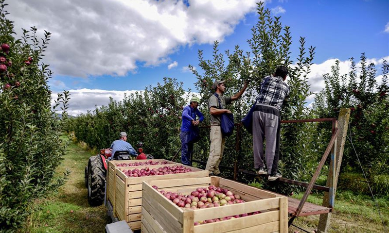 Apple picking season begins in North Macedonia - Global Times