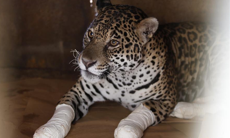 Wounded leopards receive treatment as fires continue to rage Brazil's ...