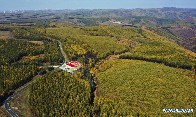 Autumn scenery of Saihanba National Forest Park - Global Times