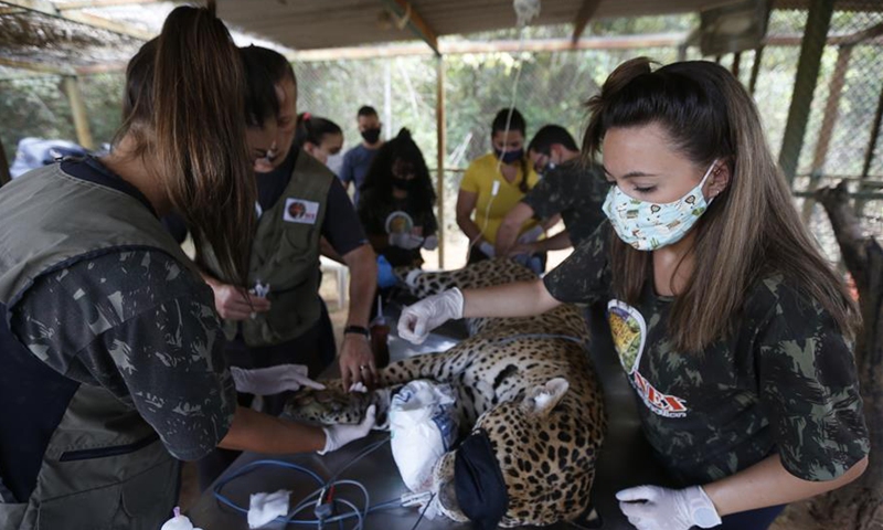 Wounded leopards receive treatment as fires continue to rage Brazil's ...
