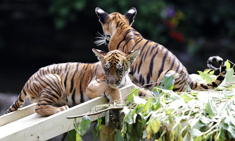 100-day birthday celebrated for twin cubs of South China tiger in ...