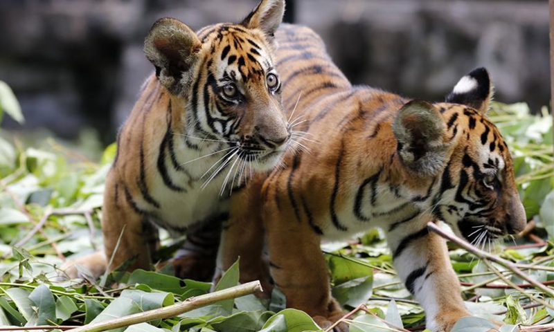 100-day birthday celebrated for twin cubs of South China tiger in ...