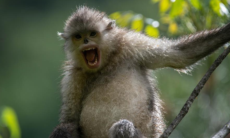 Ecological conservation in Yunnan - Global Times