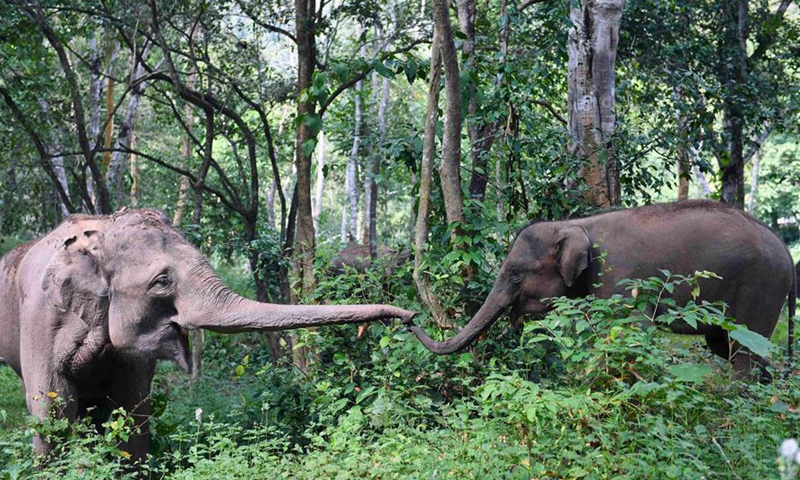 Ecological conservation in Yunnan - Global Times