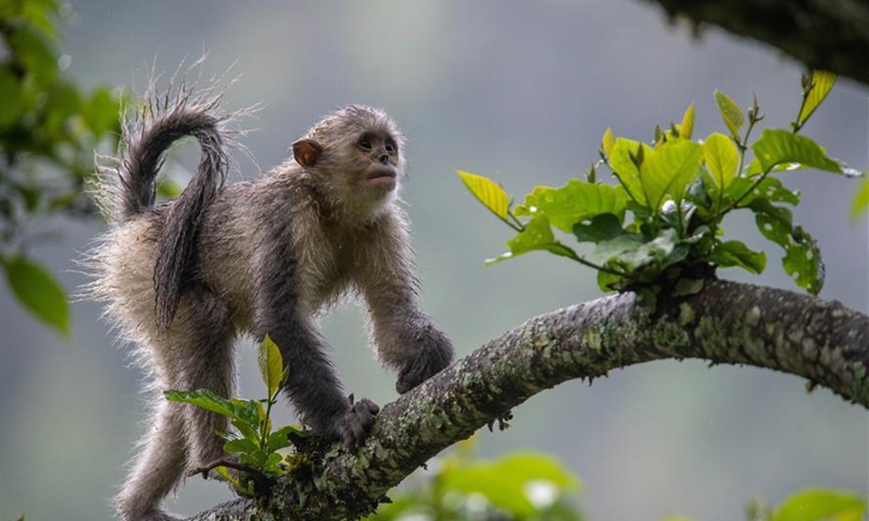 Ecological conservation in Yunnan - Global Times