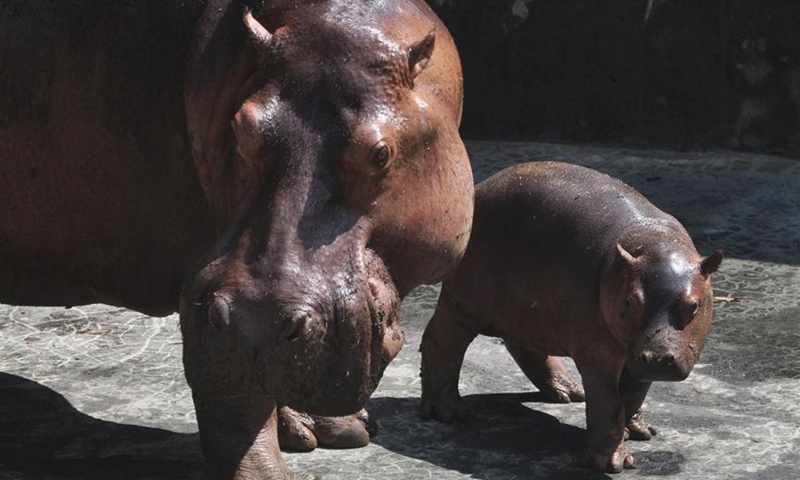 Hippopotamus pictured with 19-day-old cub in India's Botanical Garden ...